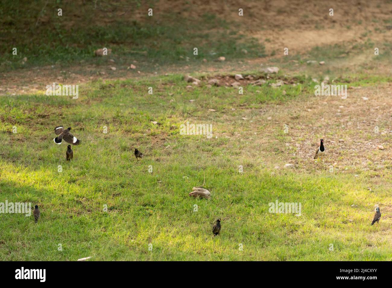 monitor lizard or bengal monitor or common indian monitor or varanus ...