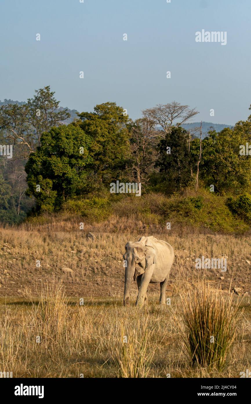Asian elephant charge hi-res stock photography and images - Alamy