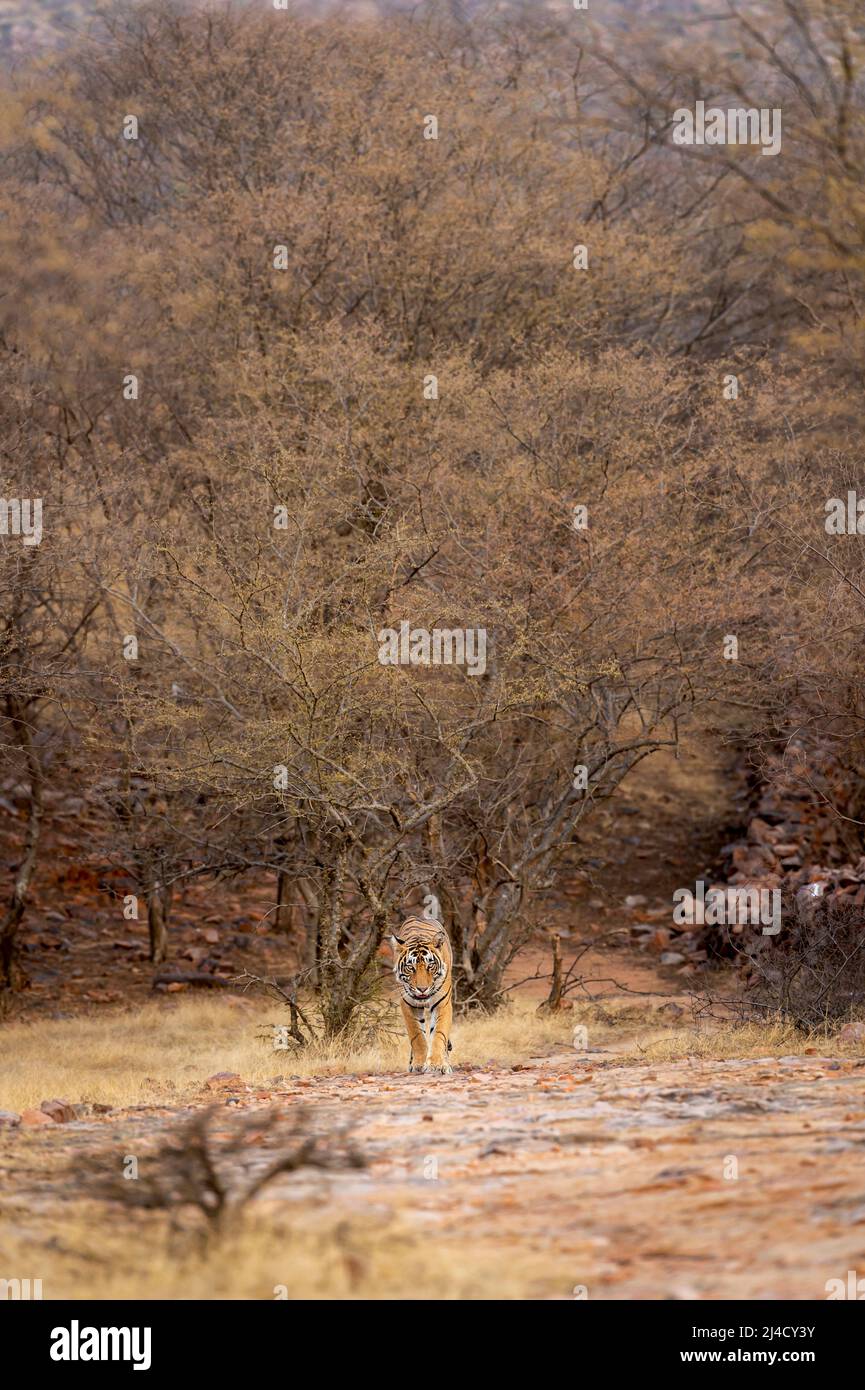 wild adult male bengal tiger or panthera tigris solitary animal head on ...