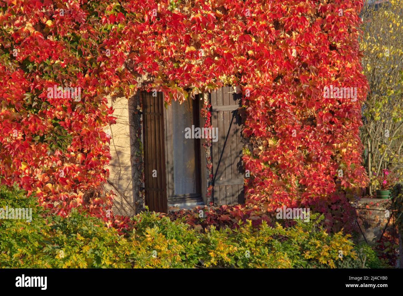The rustic little snug cottage is covered with autumn red ivy ...
