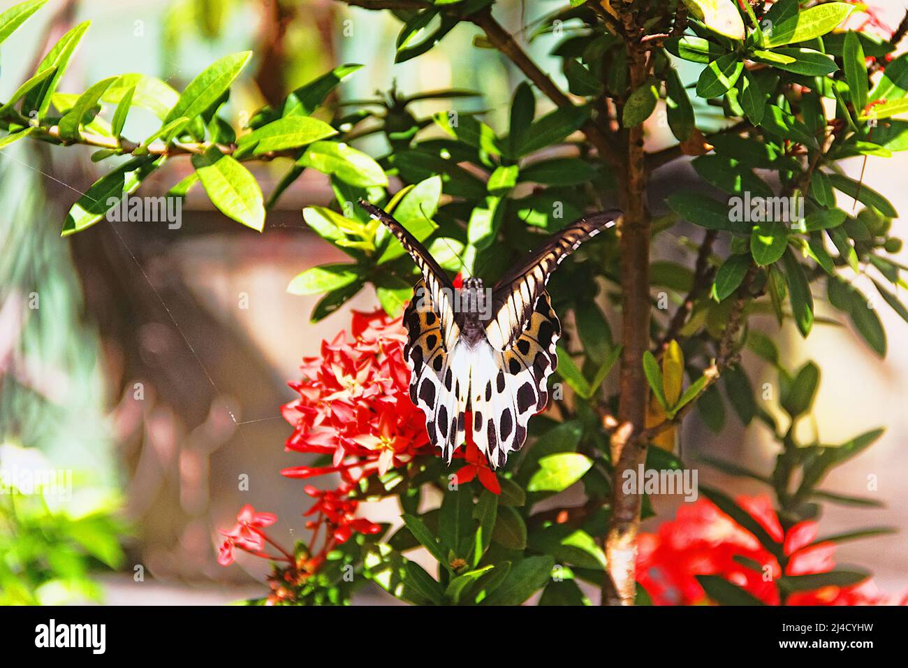 A luxurious huge winter butterfly on a winter flower. Swallowtail ...