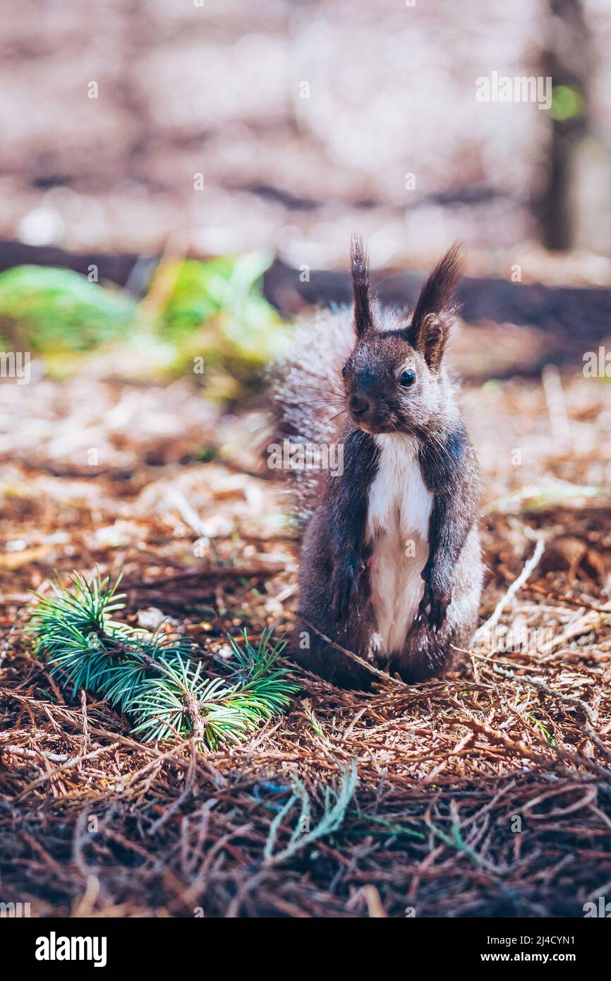 Wild nature. Cute red squirrel with long pointed ears in autumn scene ...
