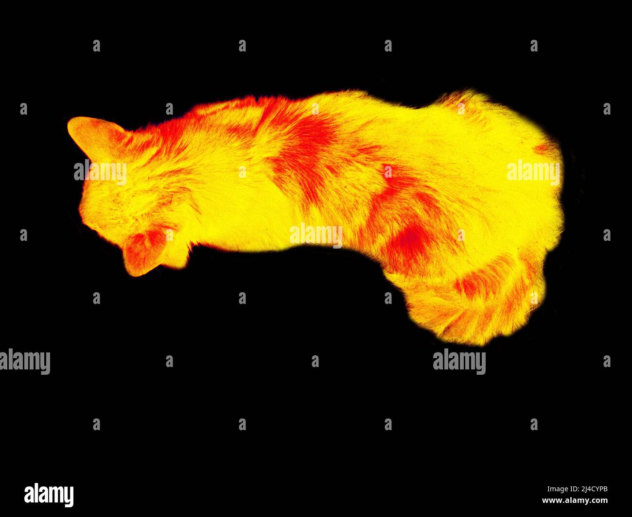 A cat in a night house, a sleeping cat. Illustration of thermal image ...