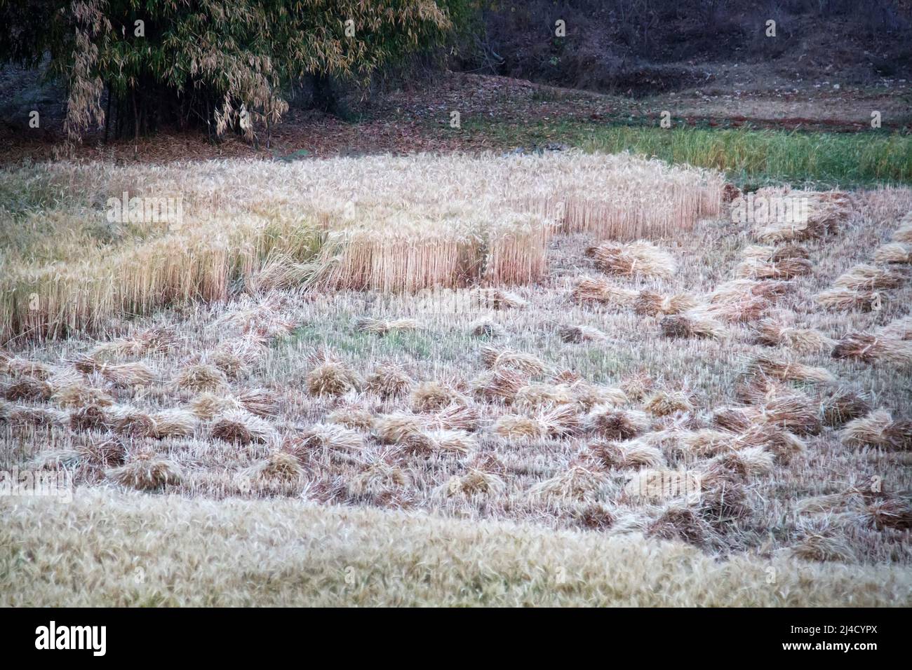 Harvesting wheat in a primitive way with a sickle (hand cutting ...