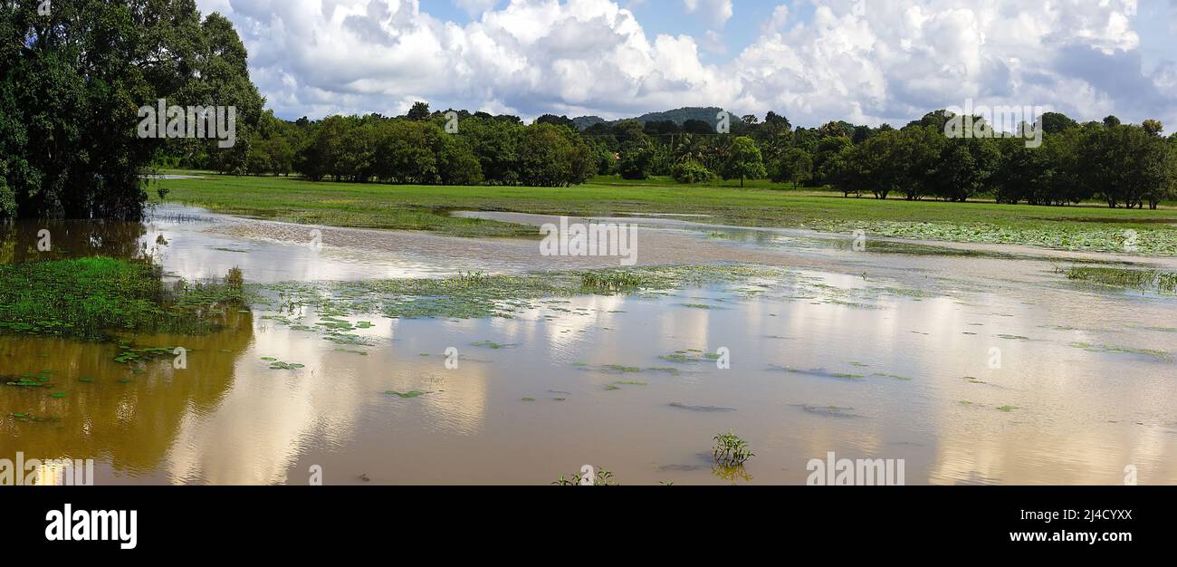 Swamp in middle of rainforest, water stagnation because outside the ...
