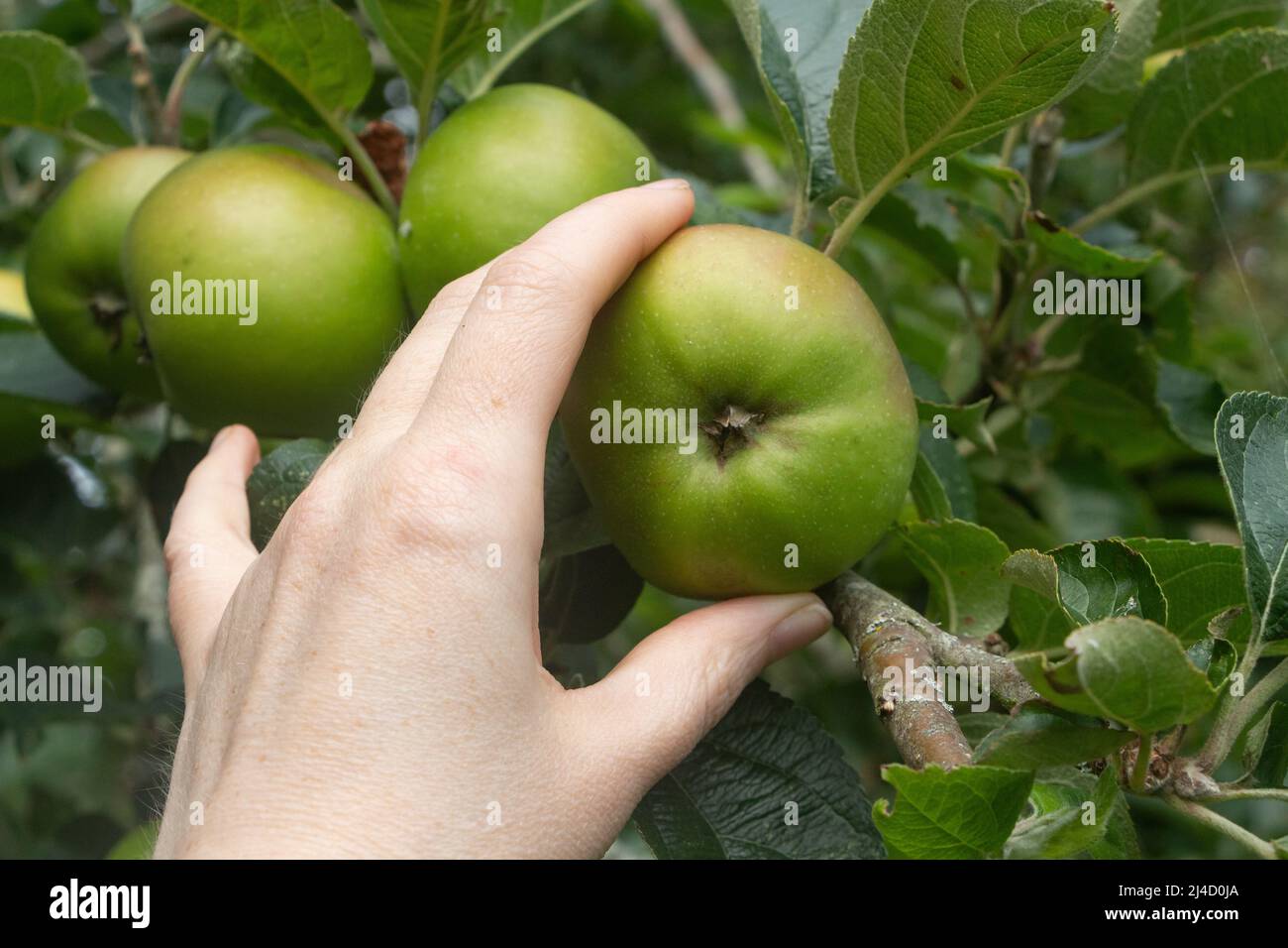 Hand picking an apple hi-res stock photography and images - Alamy