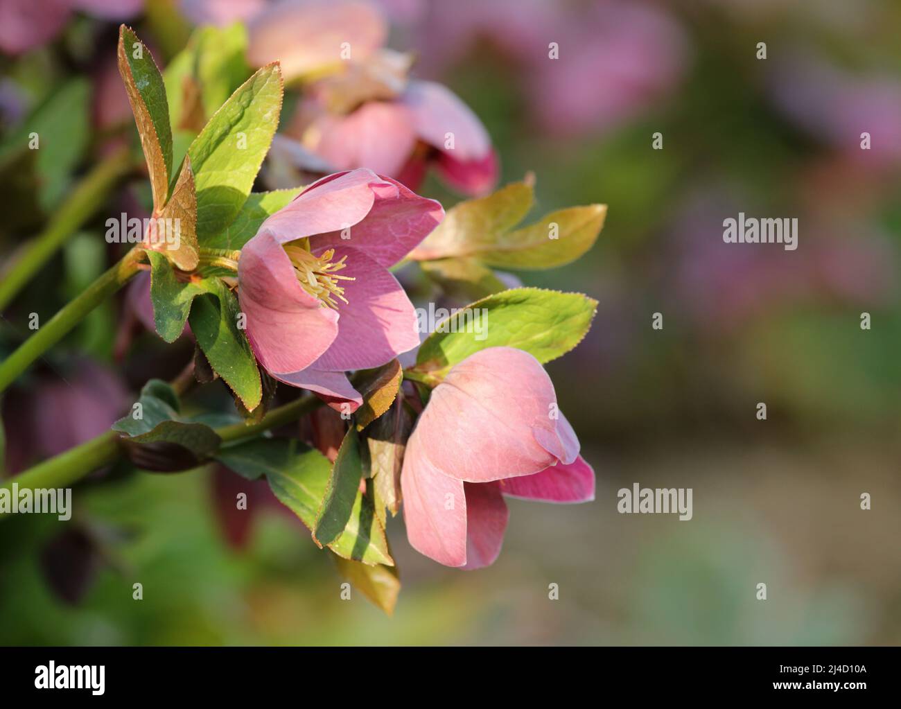 flowers of the Lenten rose - Helleborus orientalis - in spring Stock ...