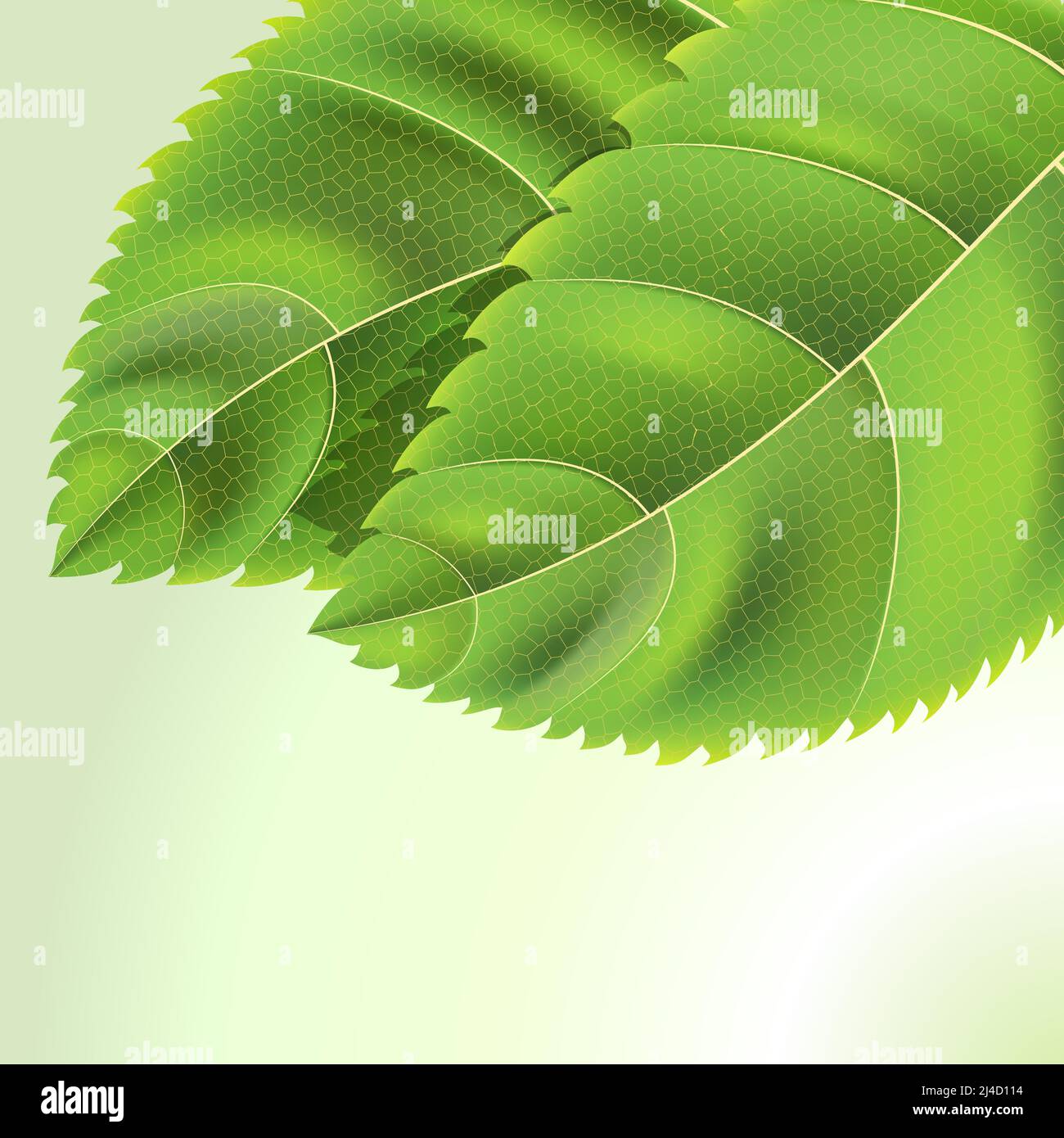 Bio Green leaves background with drops on white. EPS10 opacity Stock ...