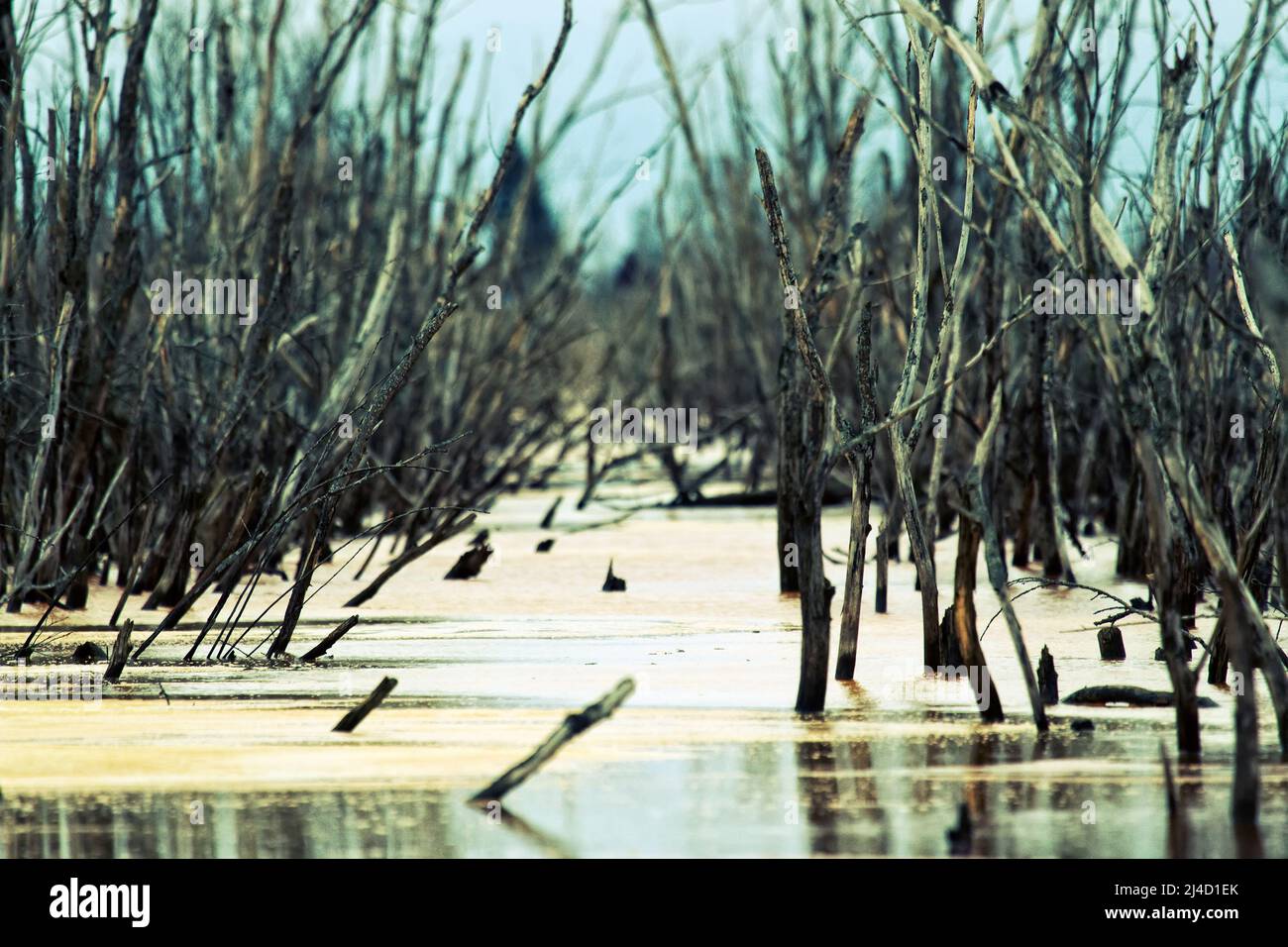 Winter views of lowland moor with yellow rotten ice, dry dead trees and ...