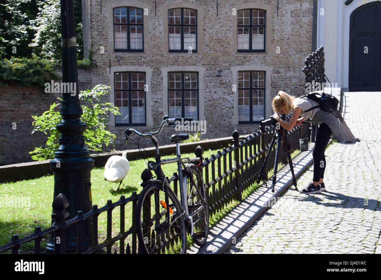 Photographer shooting a goose Stock Photo - Alamy
