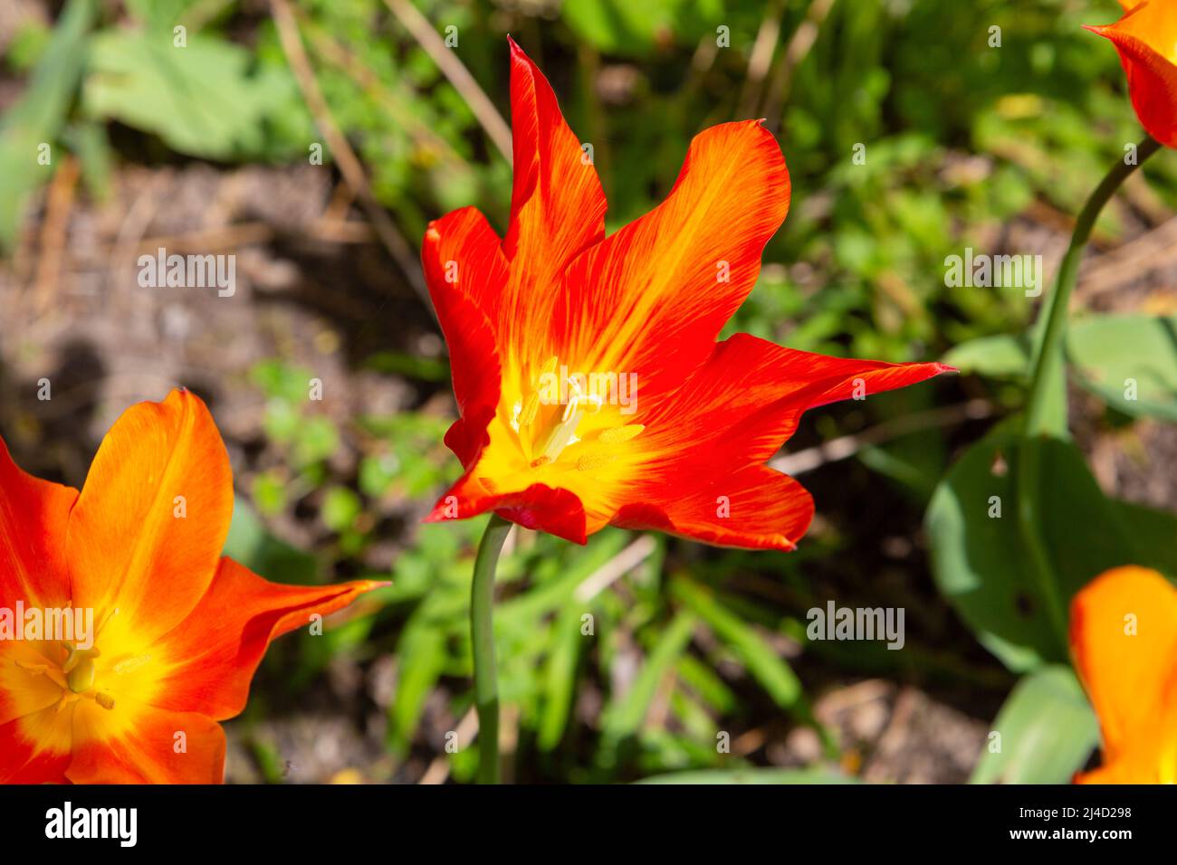 Tulip ballerina, uk garden Stock Photo - Alamy
