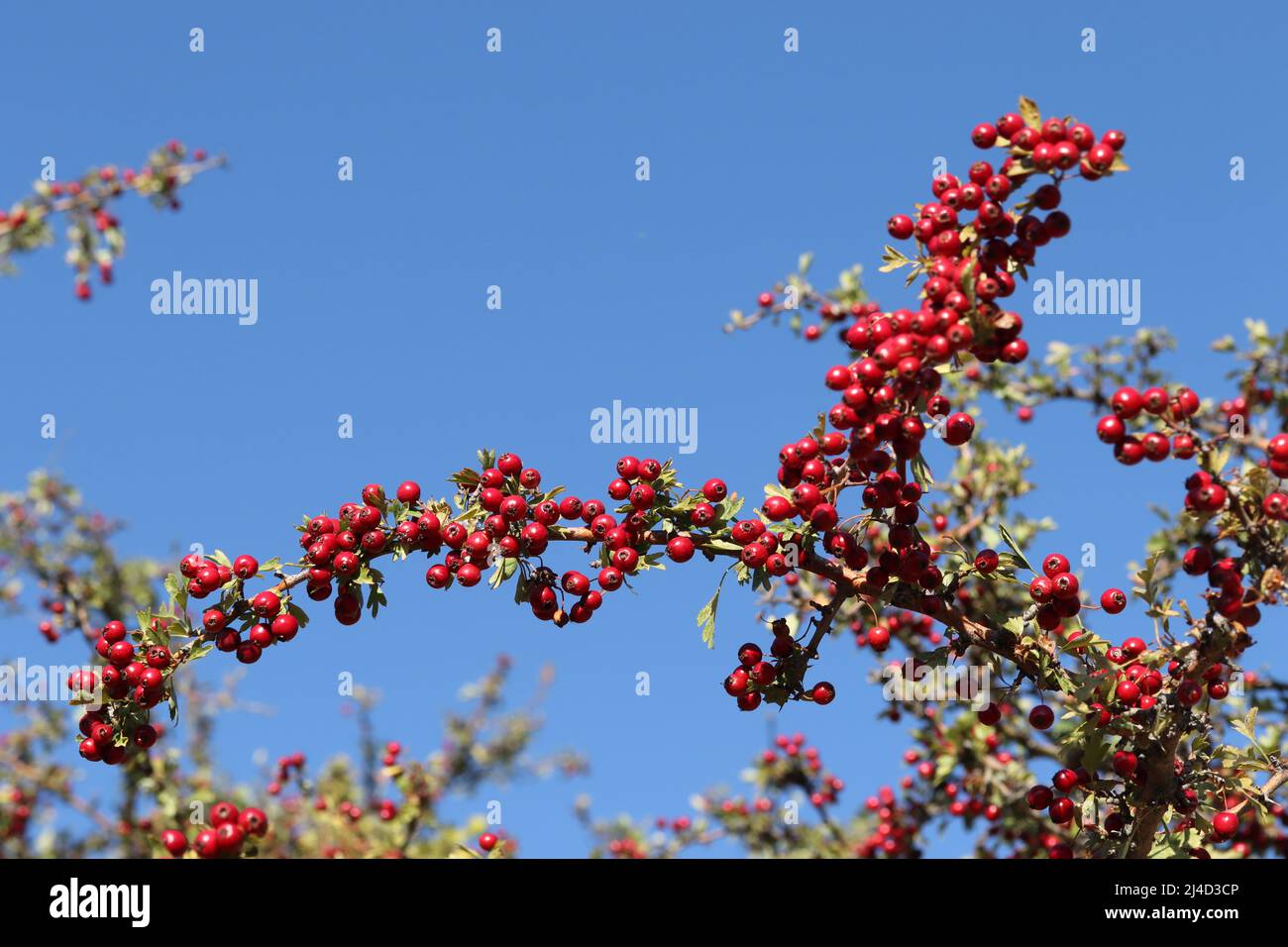 Hawthorne plant hi-res stock photography and images - Alamy