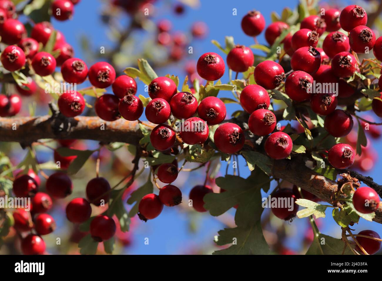 Hawthorne tree branch hi-res stock photography and images - Alamy