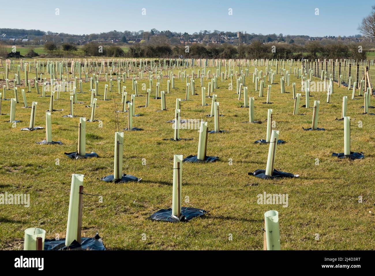 Young tree plantation Stock Photo - Alamy
