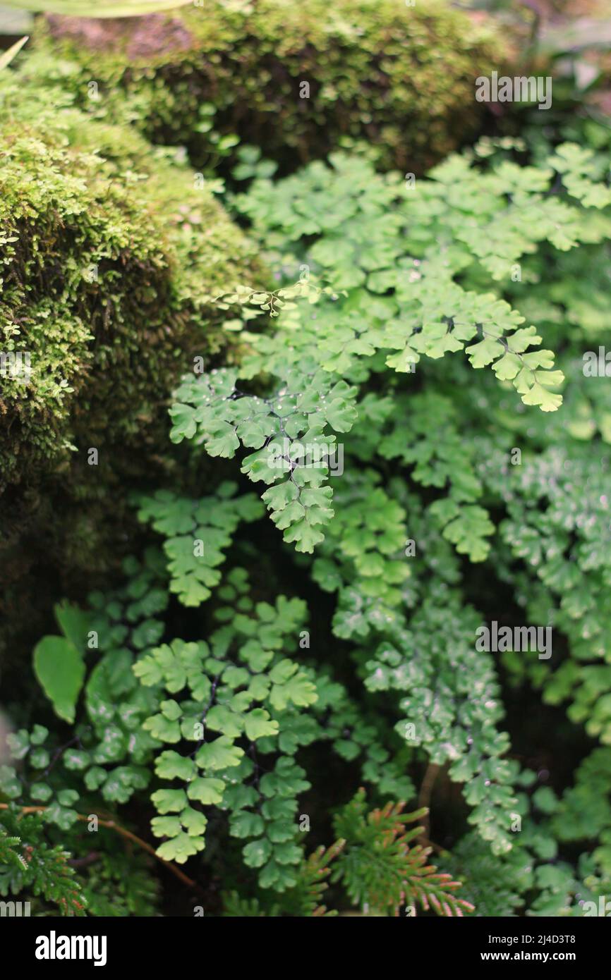 Beautiful summer ferns growing in the tranquil meadow Stock Photo - Alamy