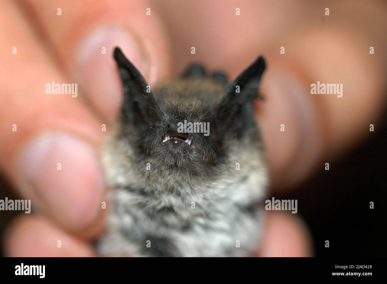 Chiropterologist holding and studying a bat in his hands Stock Photo ...