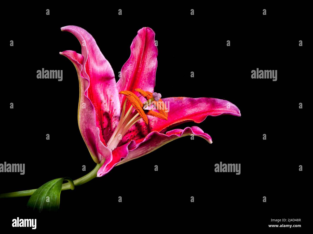 Closeup of pink Lily against black background. Focus on reproductive ...