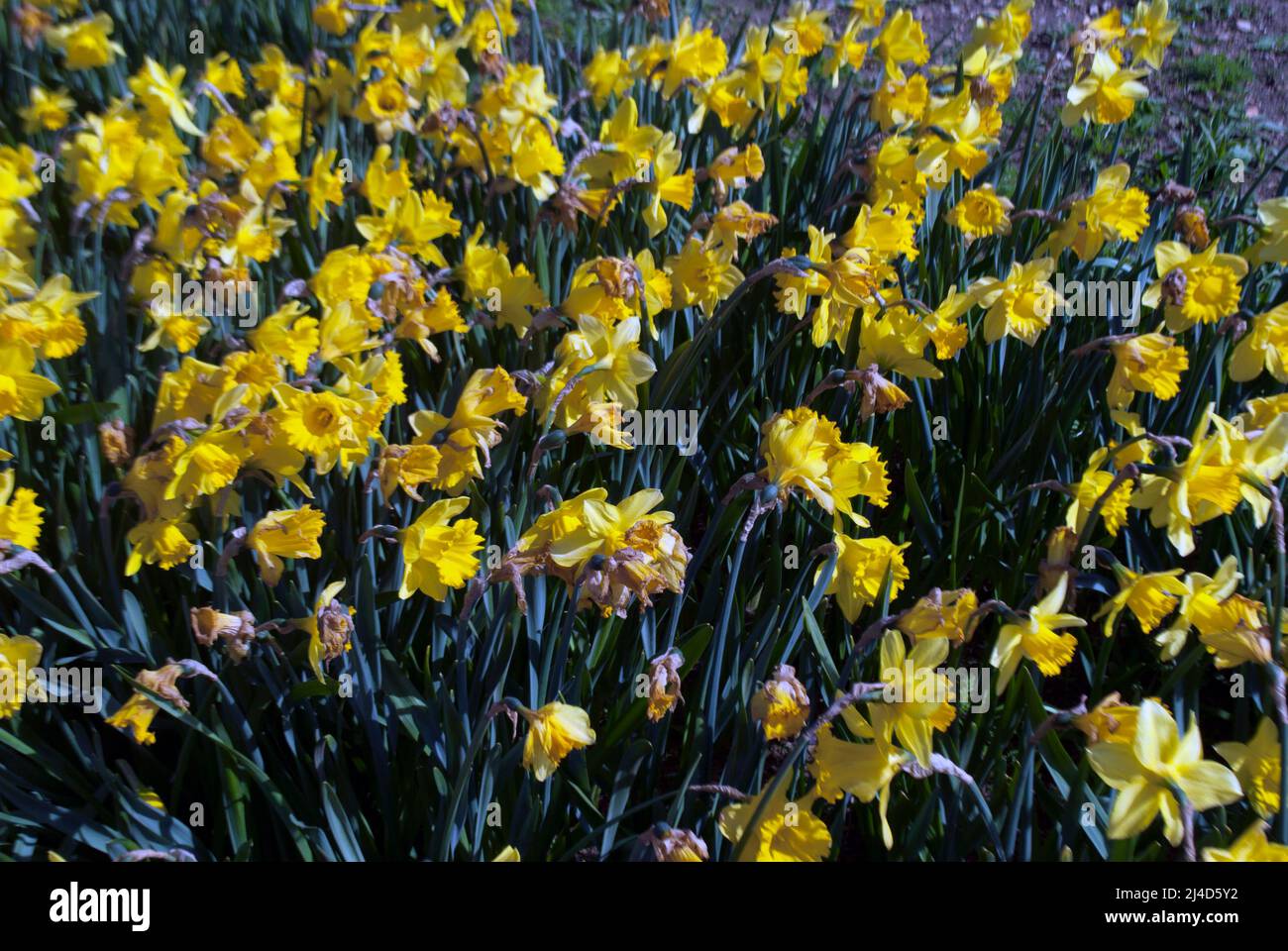 Close-up of a bed of yellow daffodils by the roadside in the village of ...