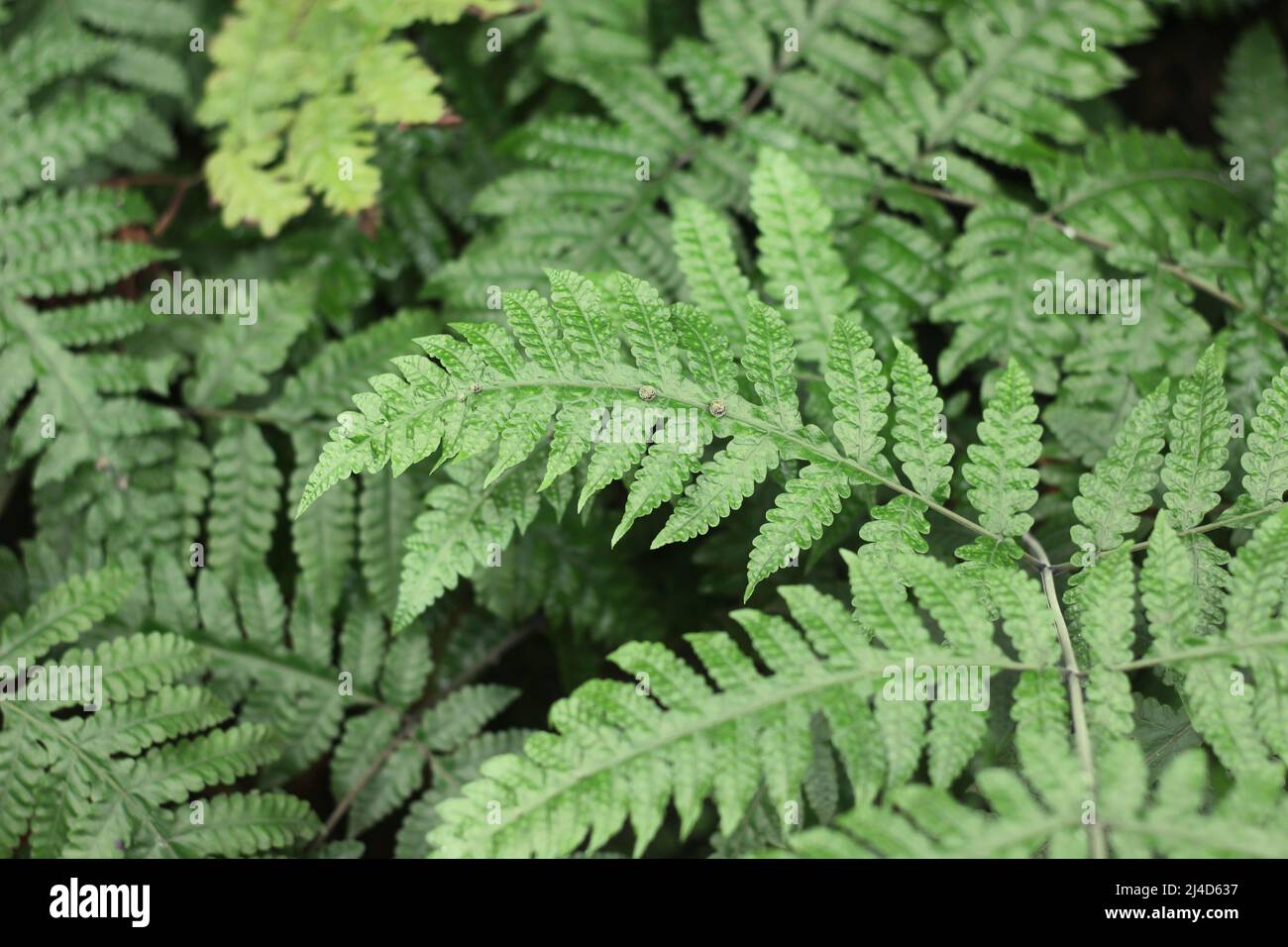 Beautiful summer ferns growing in the tranquil meadow Stock Photo - Alamy