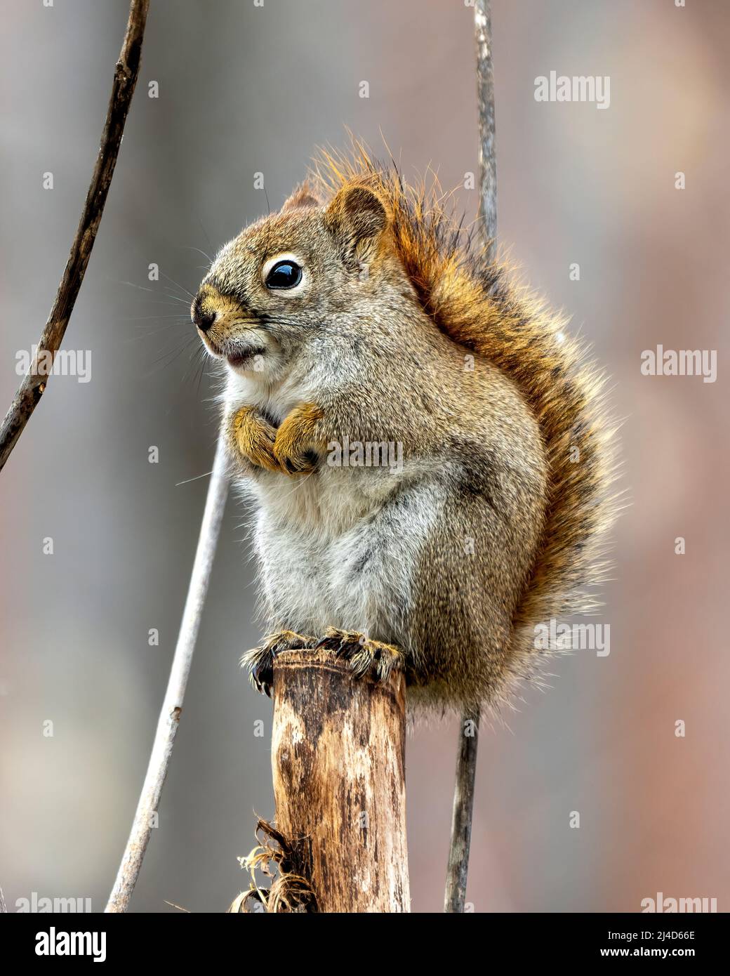 Squirrel close-up profile view in the forest standing on a branch tree ...