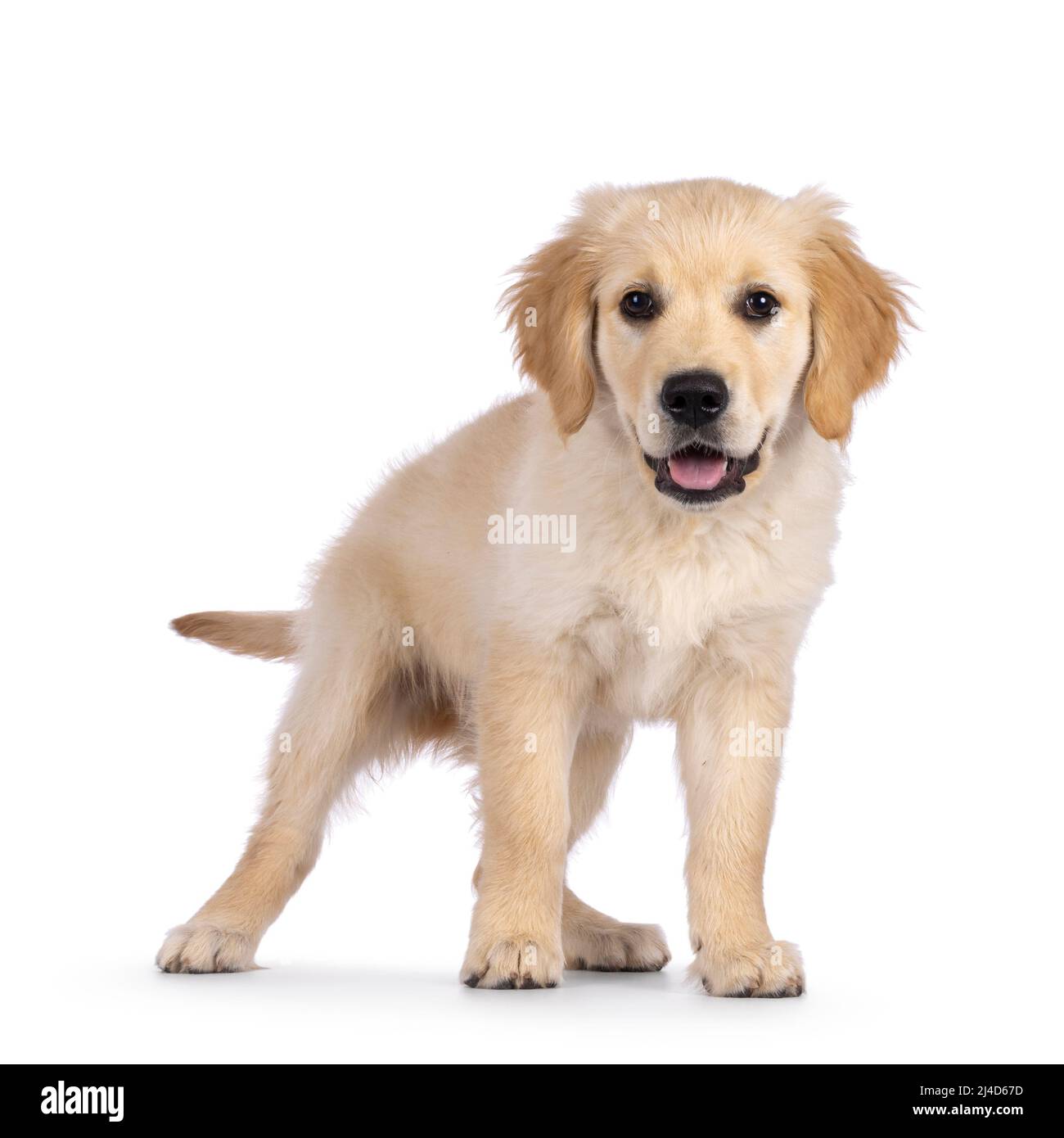 Imagens De Caes Golden Retriever