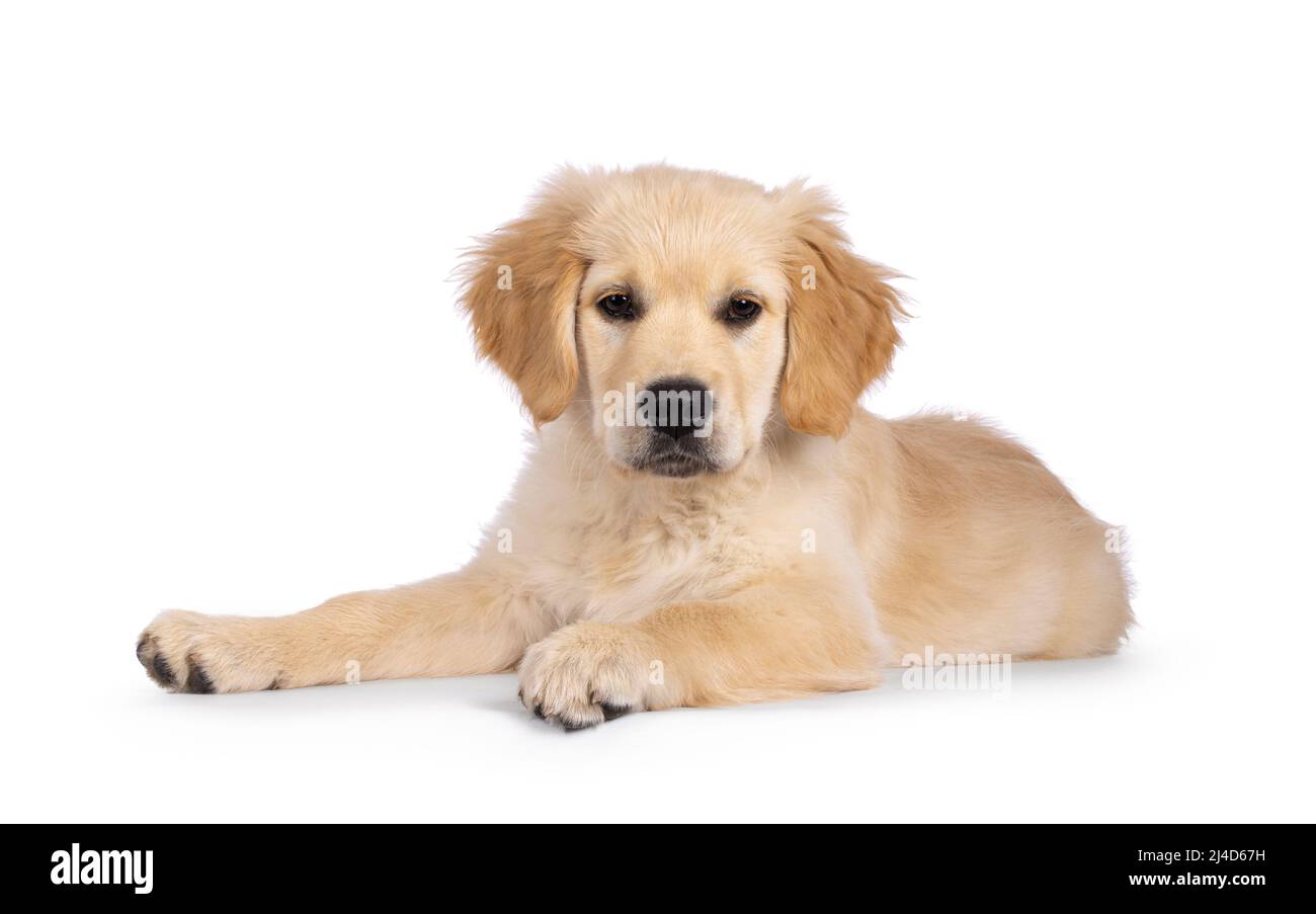 Golden retriever puppy cute Cut Out Stock Images & Pictures - Alamy