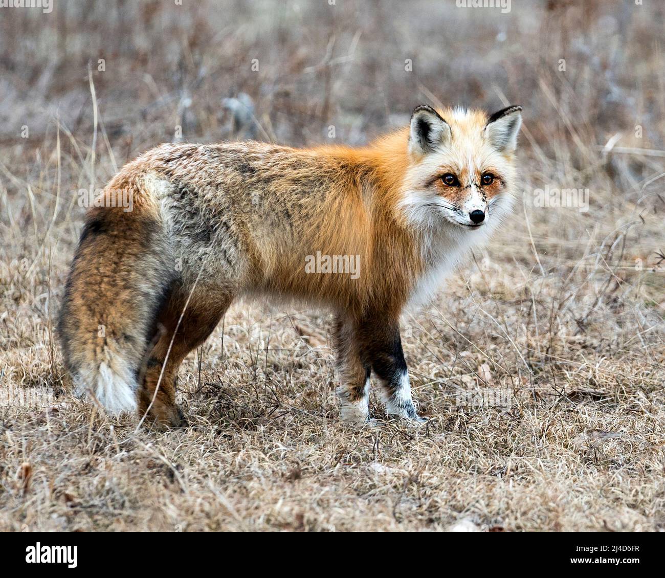 Red unique fox close-up profile side view looking at camera in the ...