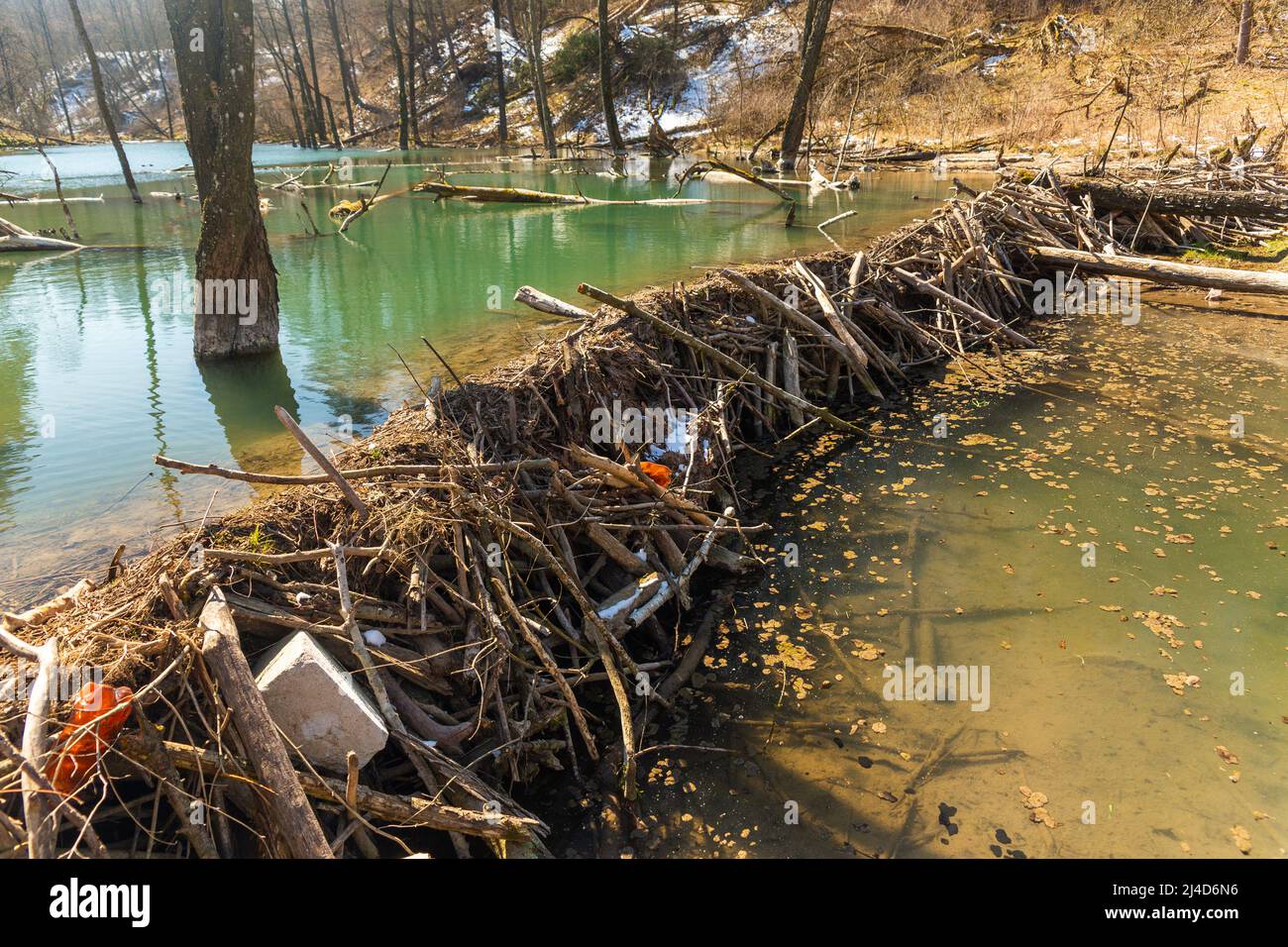 Large beaver dam which flooded marshes and created lake in Belarus ...