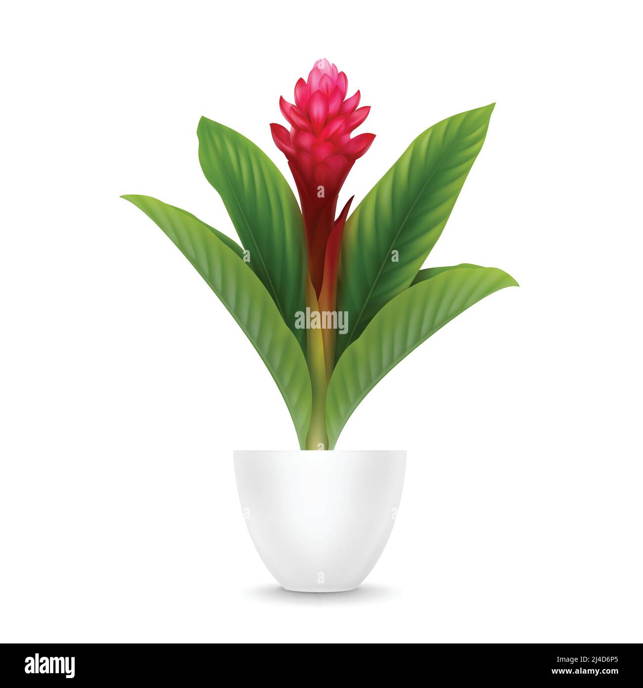Vector tropical plant Red Ginger flower or Alpinia Purpurata in pot ...