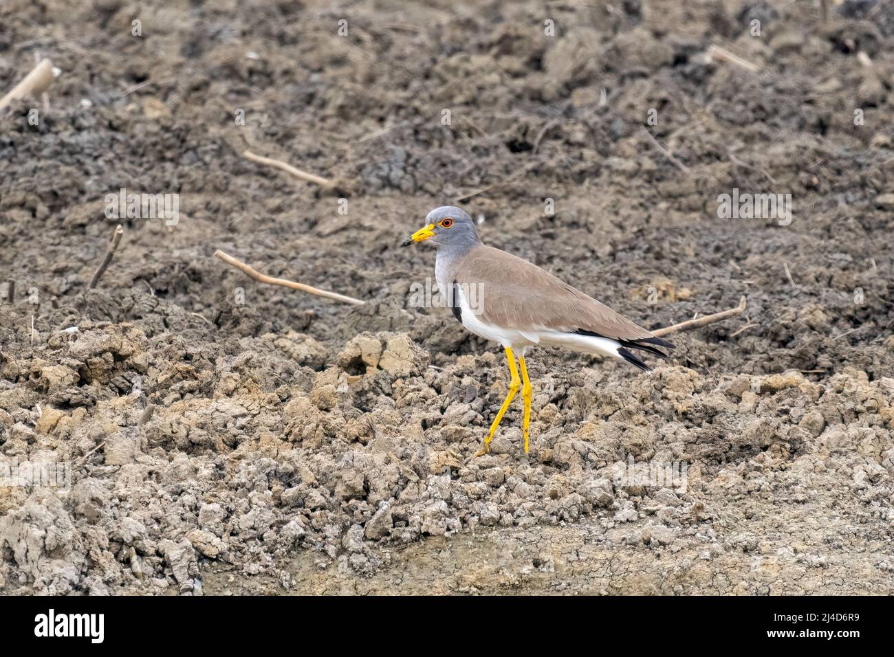 Close-up of a standing grey headed lapwing (Vanellus cinereus) during ...