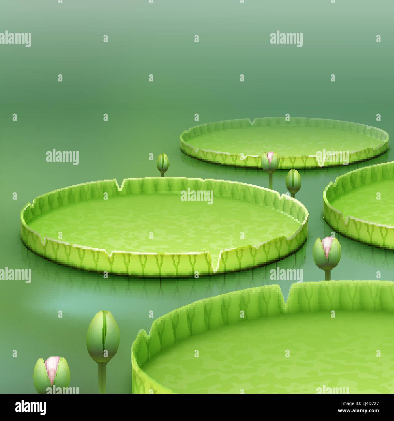 Victoria amazonica amazonica Stock Vector Images - Alamy