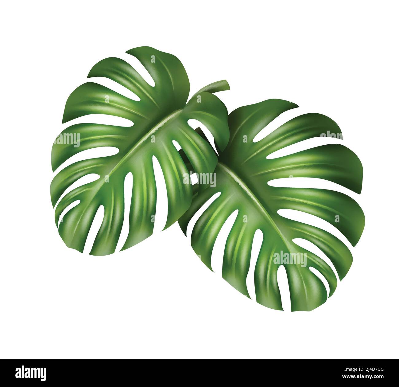 Vector big green leaves of tropical Monstera plant isolated on white ...