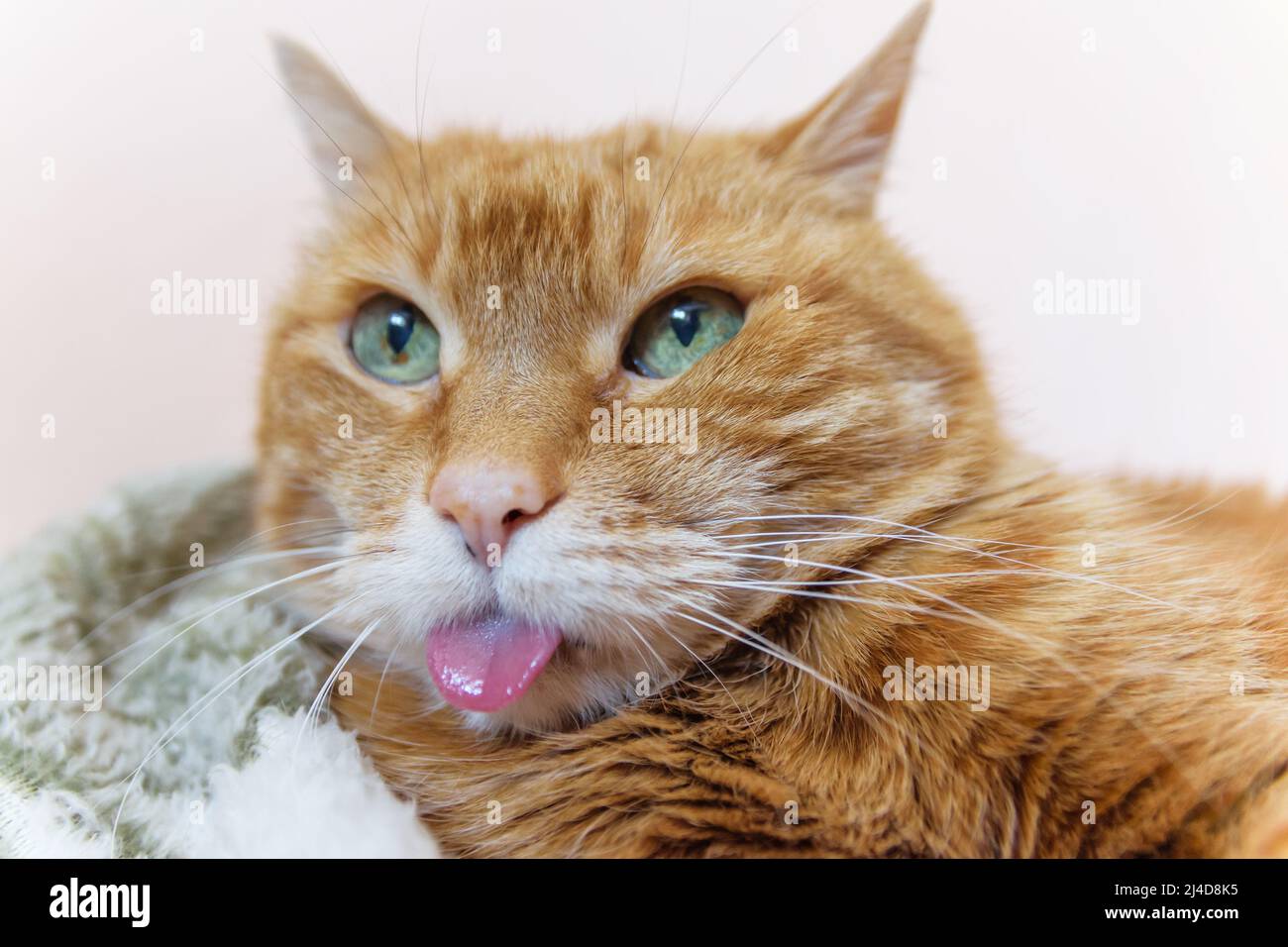 Funny red cat looking somewhere and showing its tongue Stock Photo - Alamy