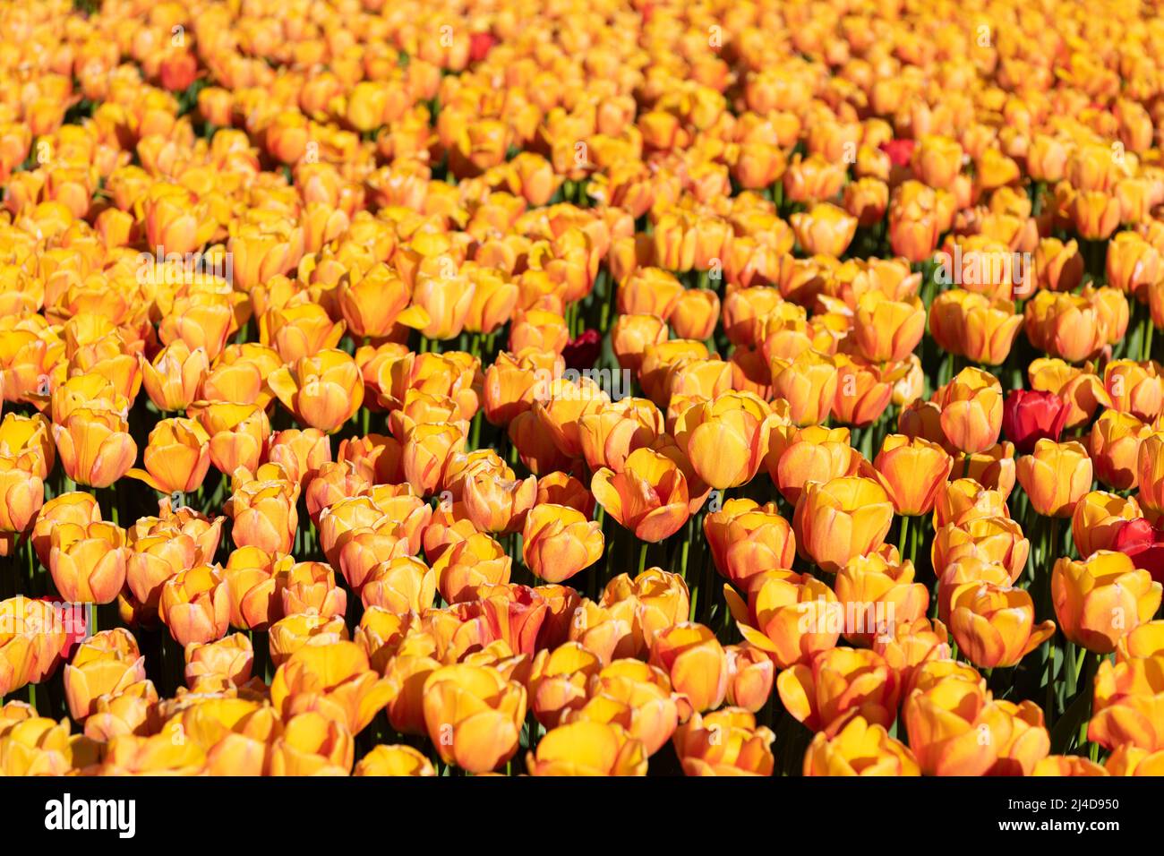 yellow tulip flower field with colorful natural background. blossoming ...