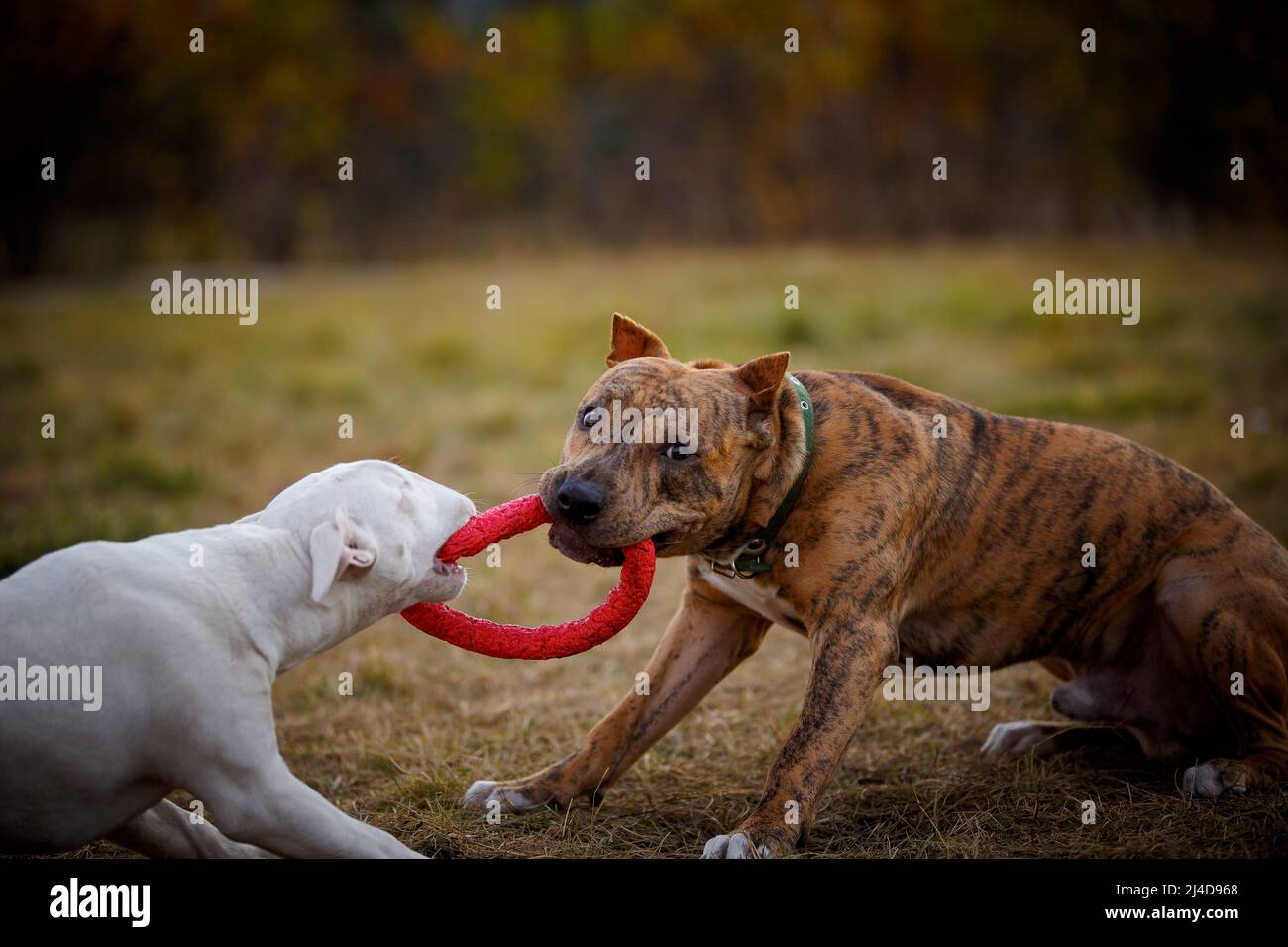 Pit bull and bull terrier dogs pull the toy Stock Photo - Alamy