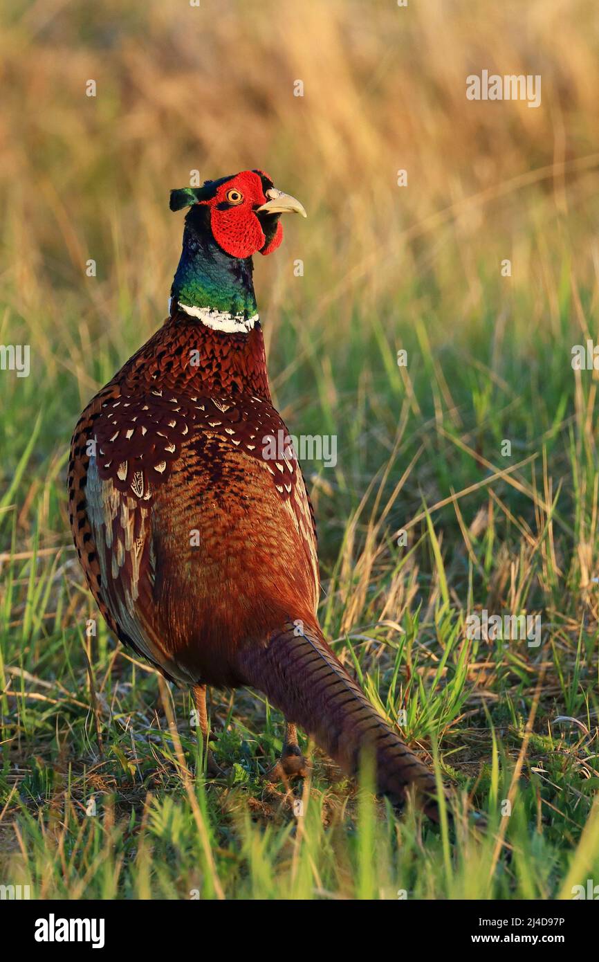 Common Pheasant male (Phasianus colchicus), colorful bird on the meadow ...