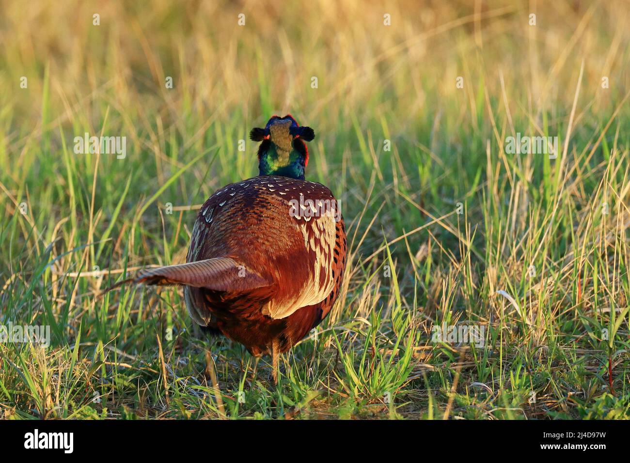 Common Pheasant male (Phasianus colchicus), colorful bird on the meadow during golden hour Stock ...