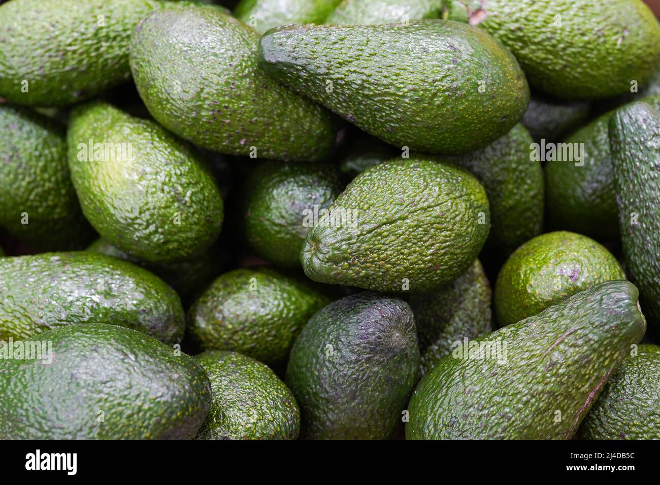 many avocado display for sale at local store Stock Photo - Alamy