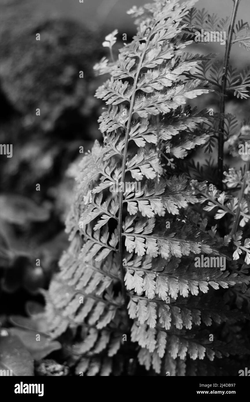 Beautiful summer ferns growing in the tranquil meadow in black and ...