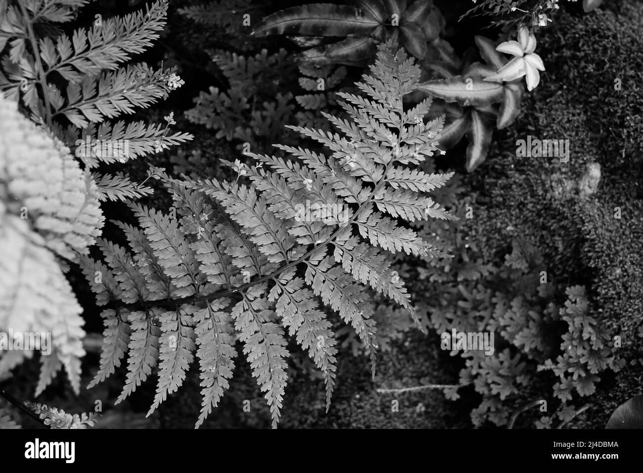 Beautiful summer ferns growing in the tranquil meadow in black and ...