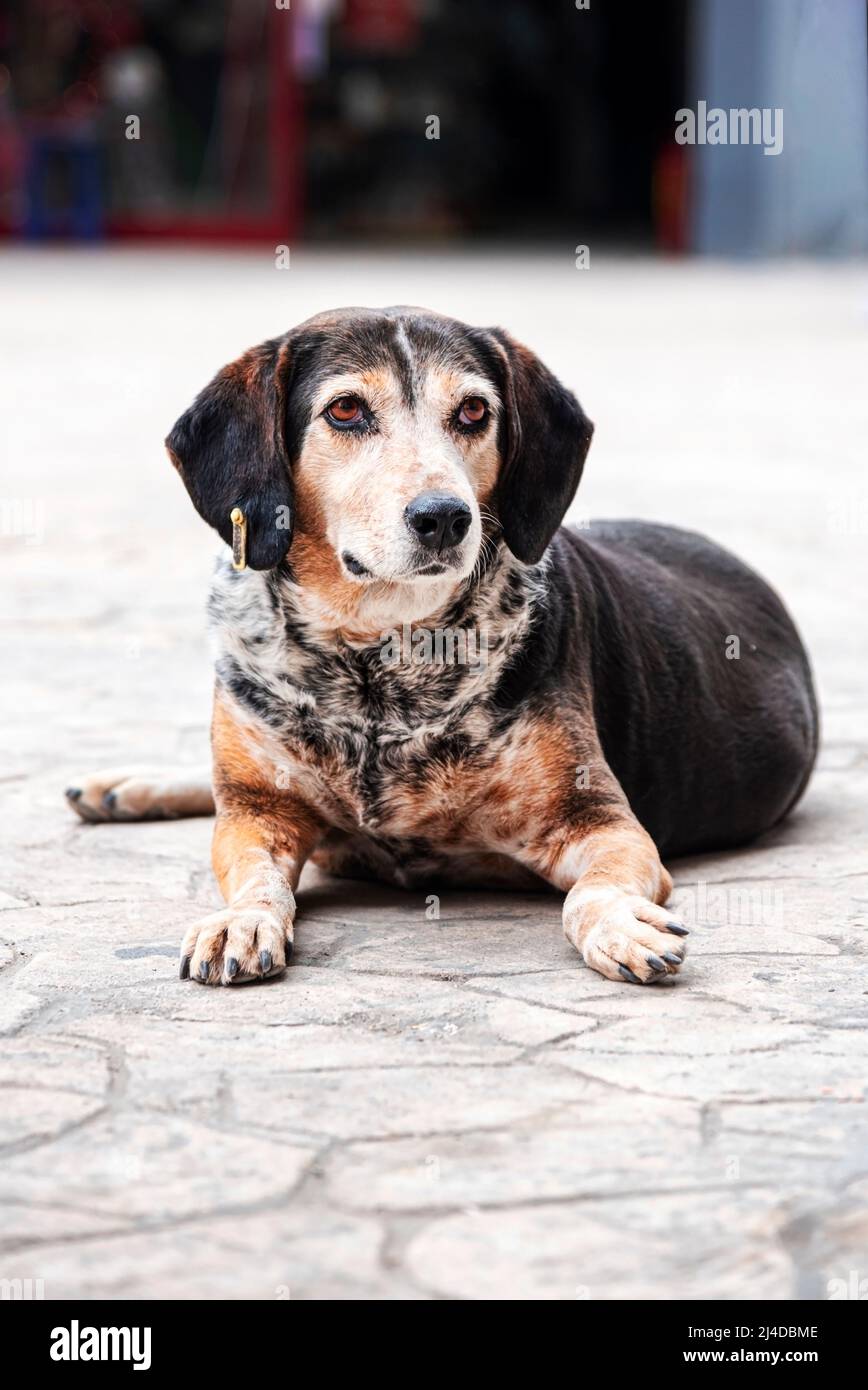 Portrait of a a cute alley dog in a park, close up, isolated, street ...