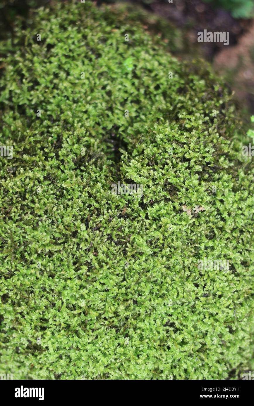 Beautiful summer ferns growing in the tranquil meadow Stock Photo - Alamy