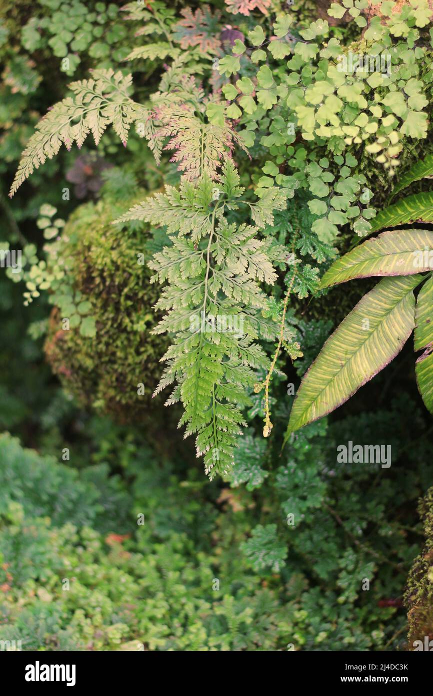 Beautiful summer ferns growing in the tranquil meadow Stock Photo - Alamy