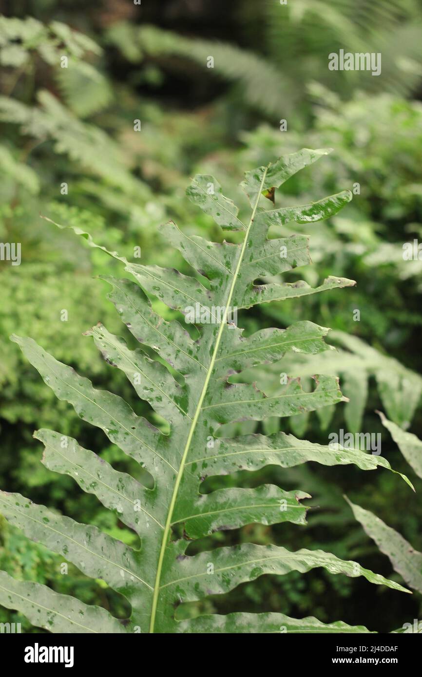 Beautiful summer ferns growing in the tranquil meadow Stock Photo - Alamy