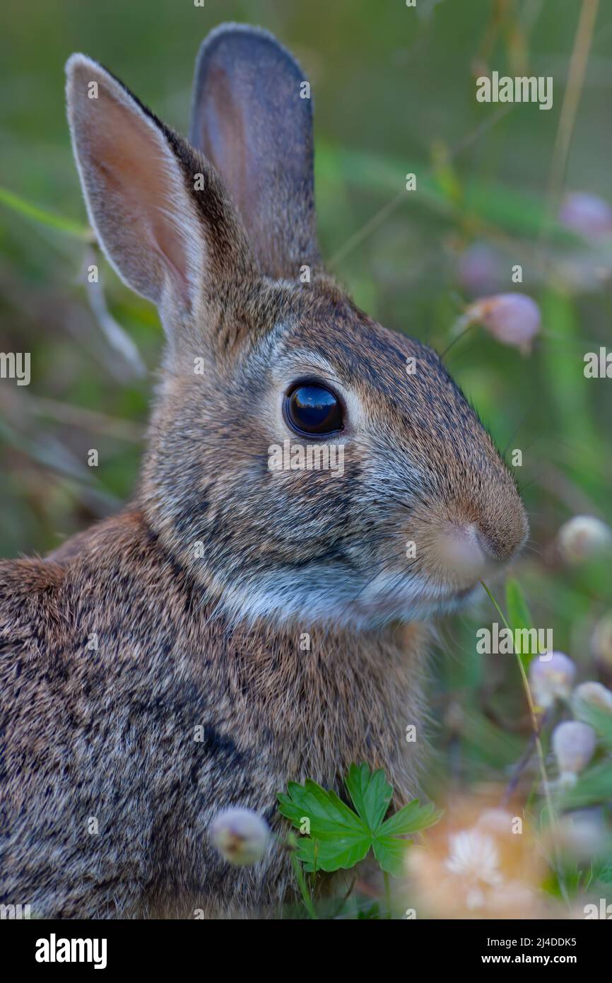 Cute bunny rabbit feeding in a spring meadow in Ottawa, Canada Stock ...
