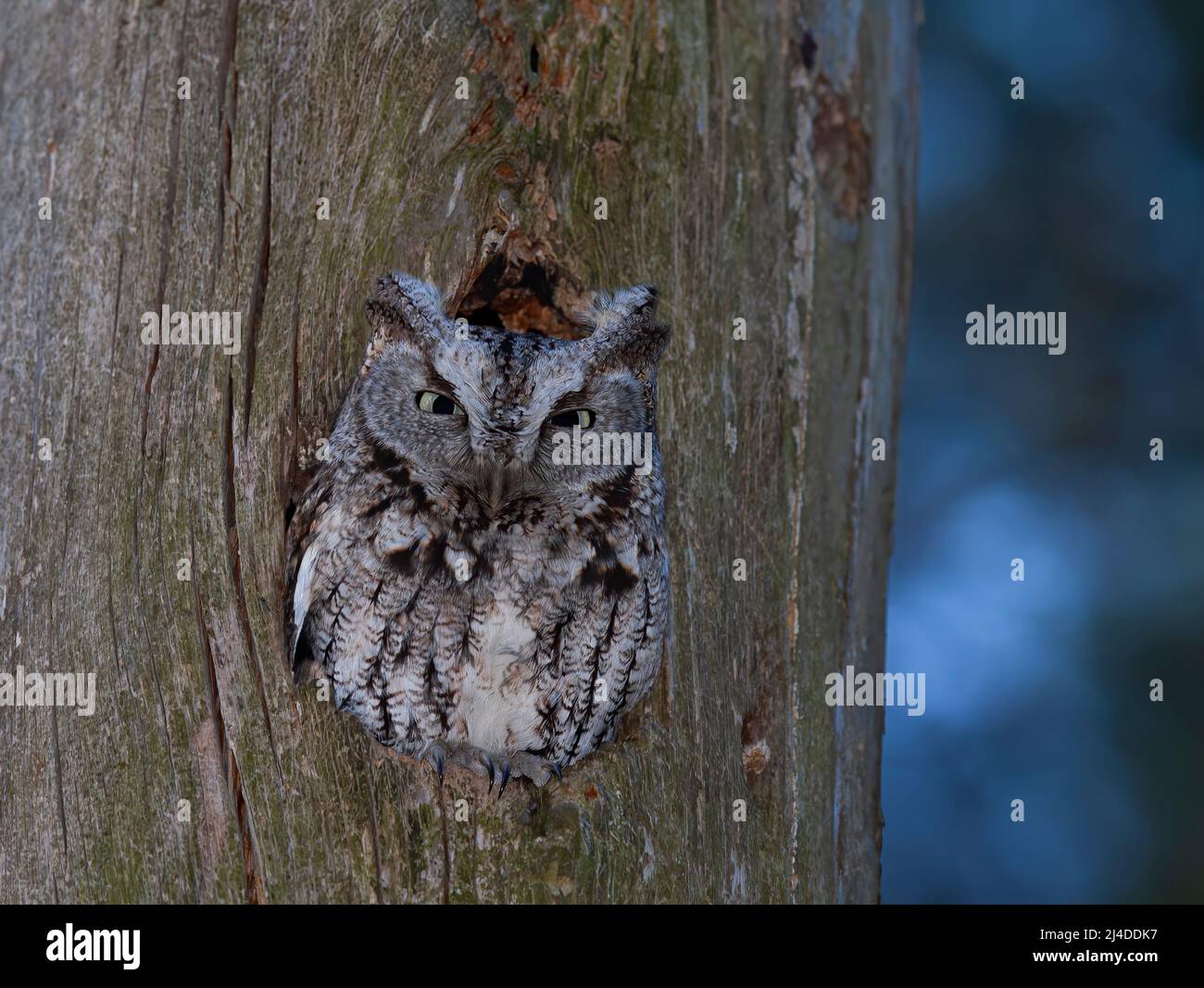 Eastern screech owl hi-res stock photography and images - Alamy
