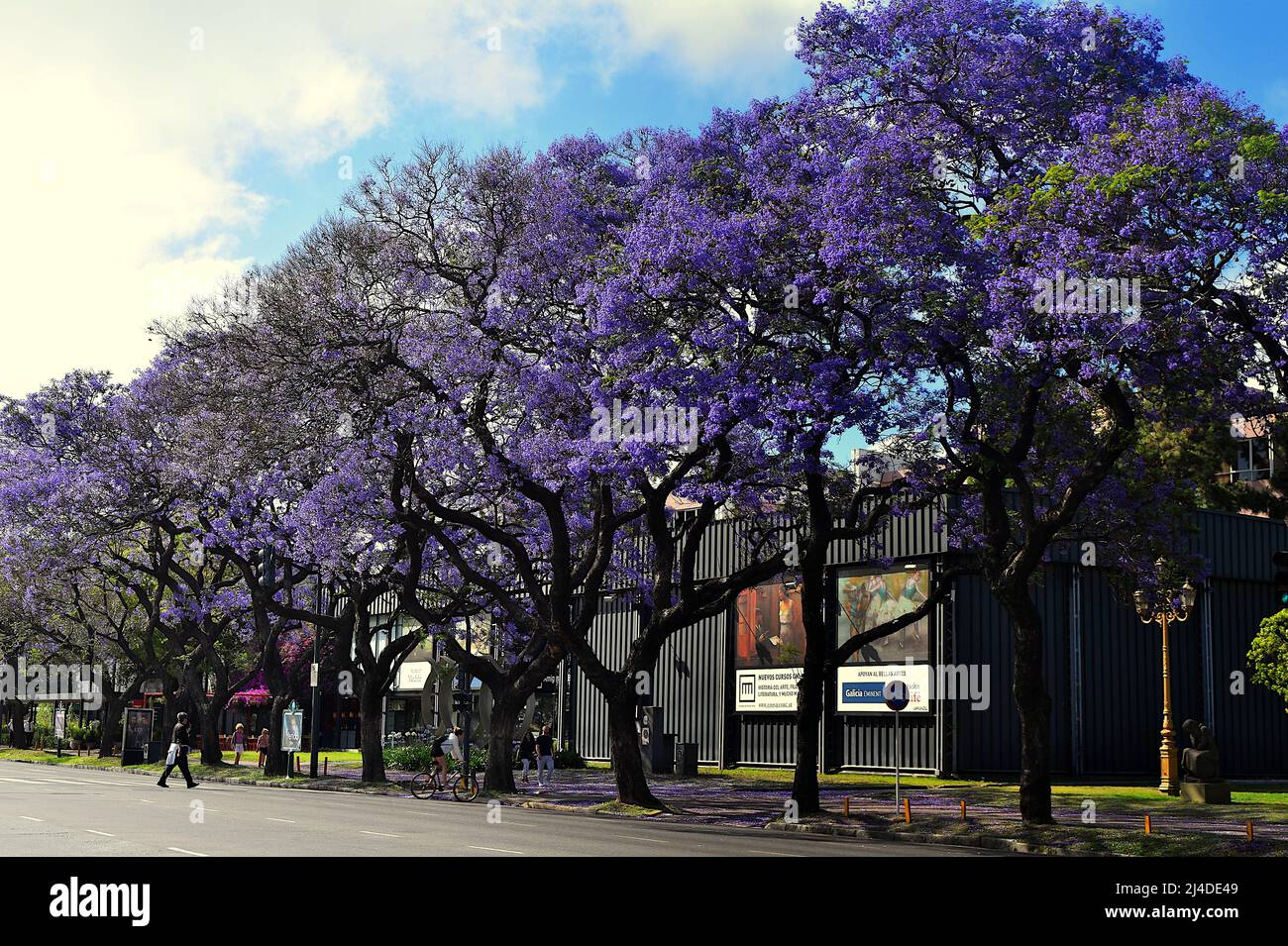 Jacaranda trees in full bloom in Buenos Aires Stock Photo - Alamy