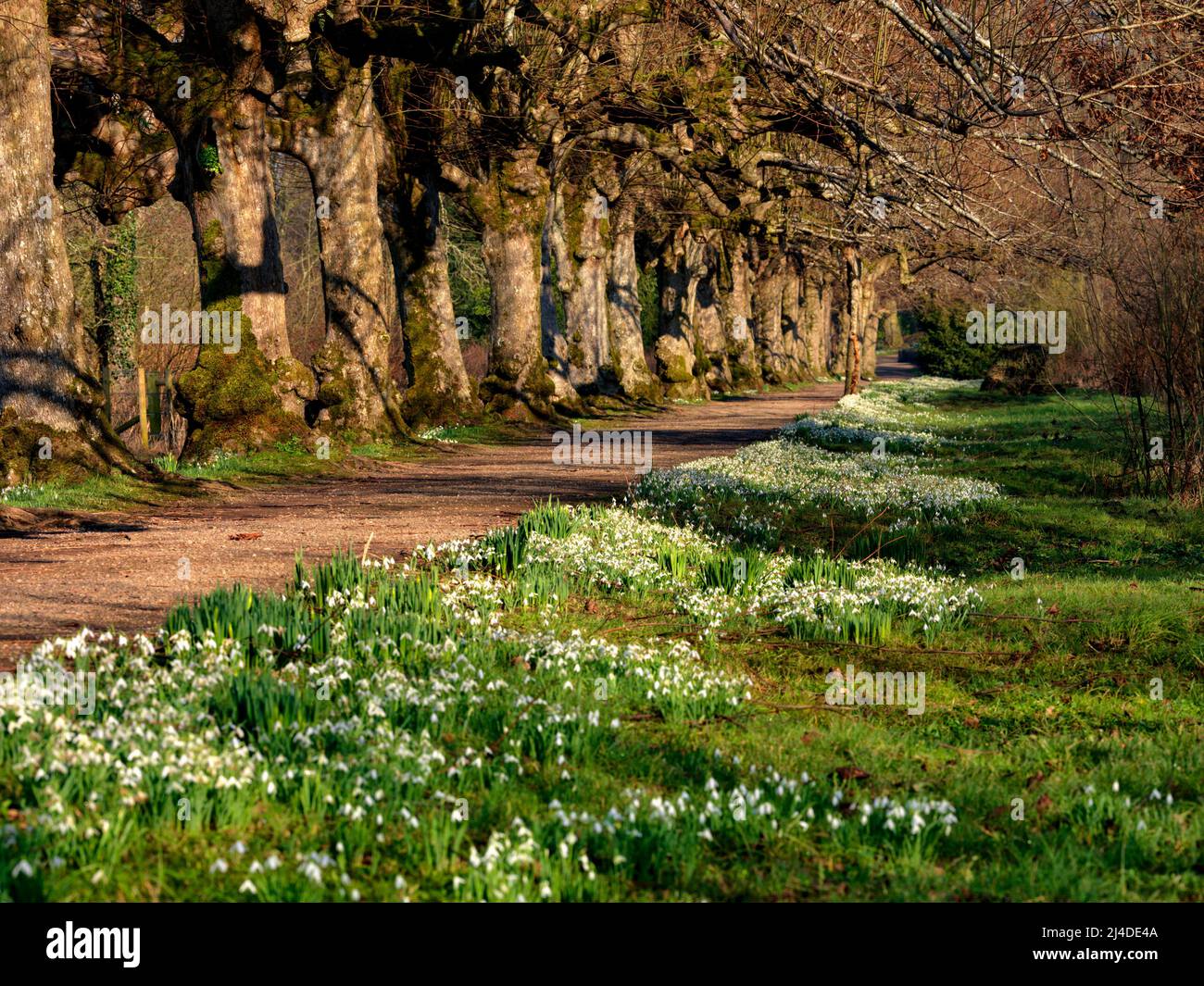 Elm tree and garden ireland hi-res stock photography and images - Alamy