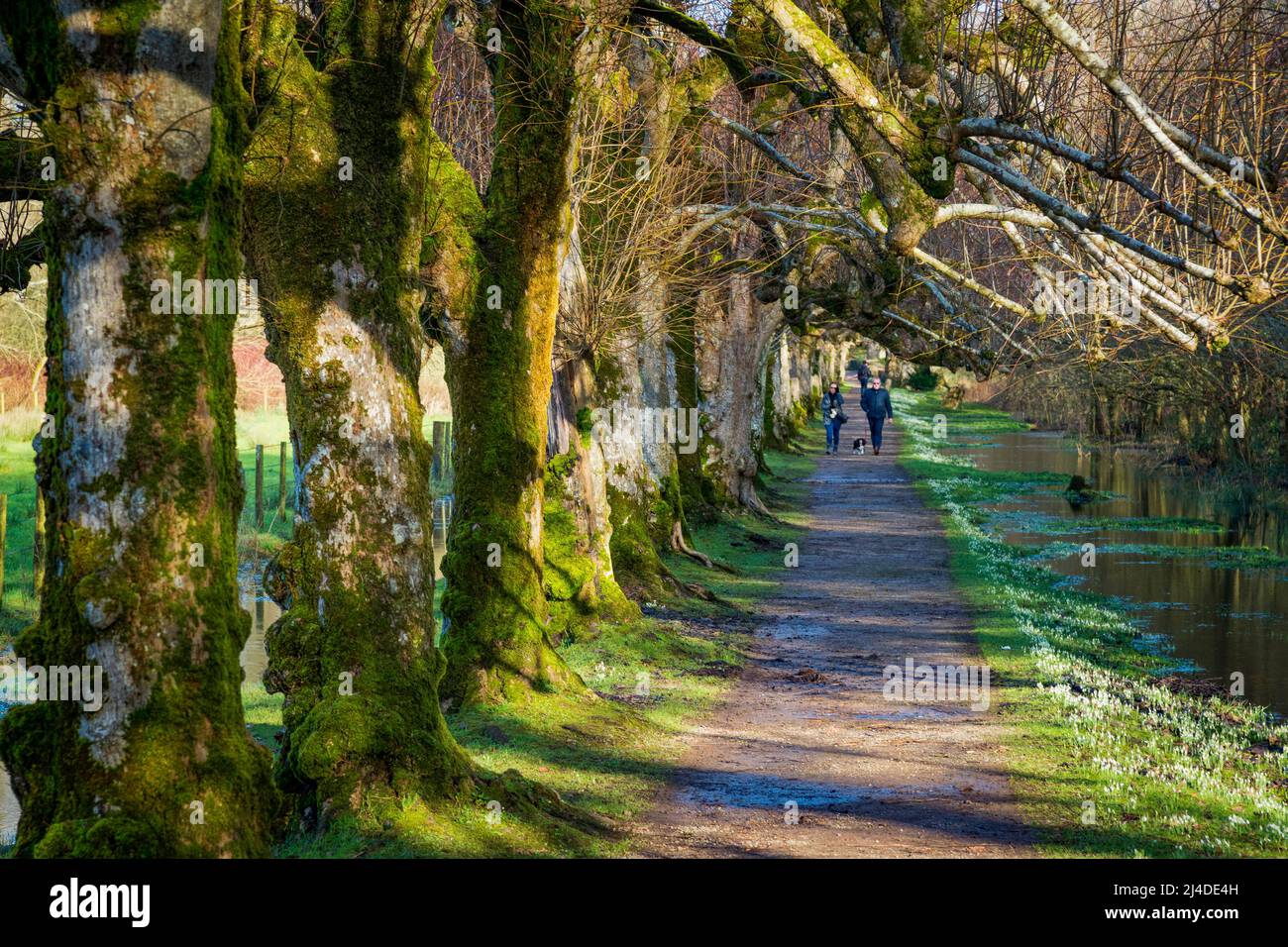 Snowdrops at The Argory, County Armagh, Northern Ireland Stock Photo ...