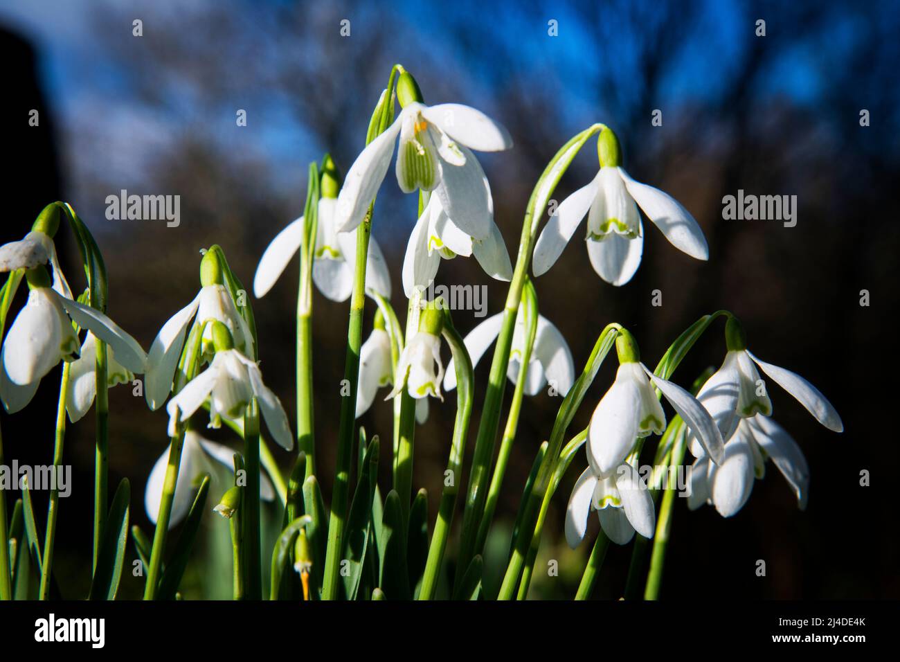 Snowdrops at The Argory, County Armagh, Northern Ireland Stock Photo ...